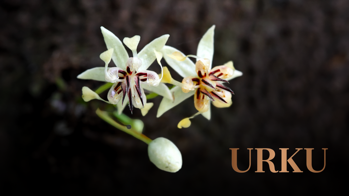 URKU Chocolate – Urku